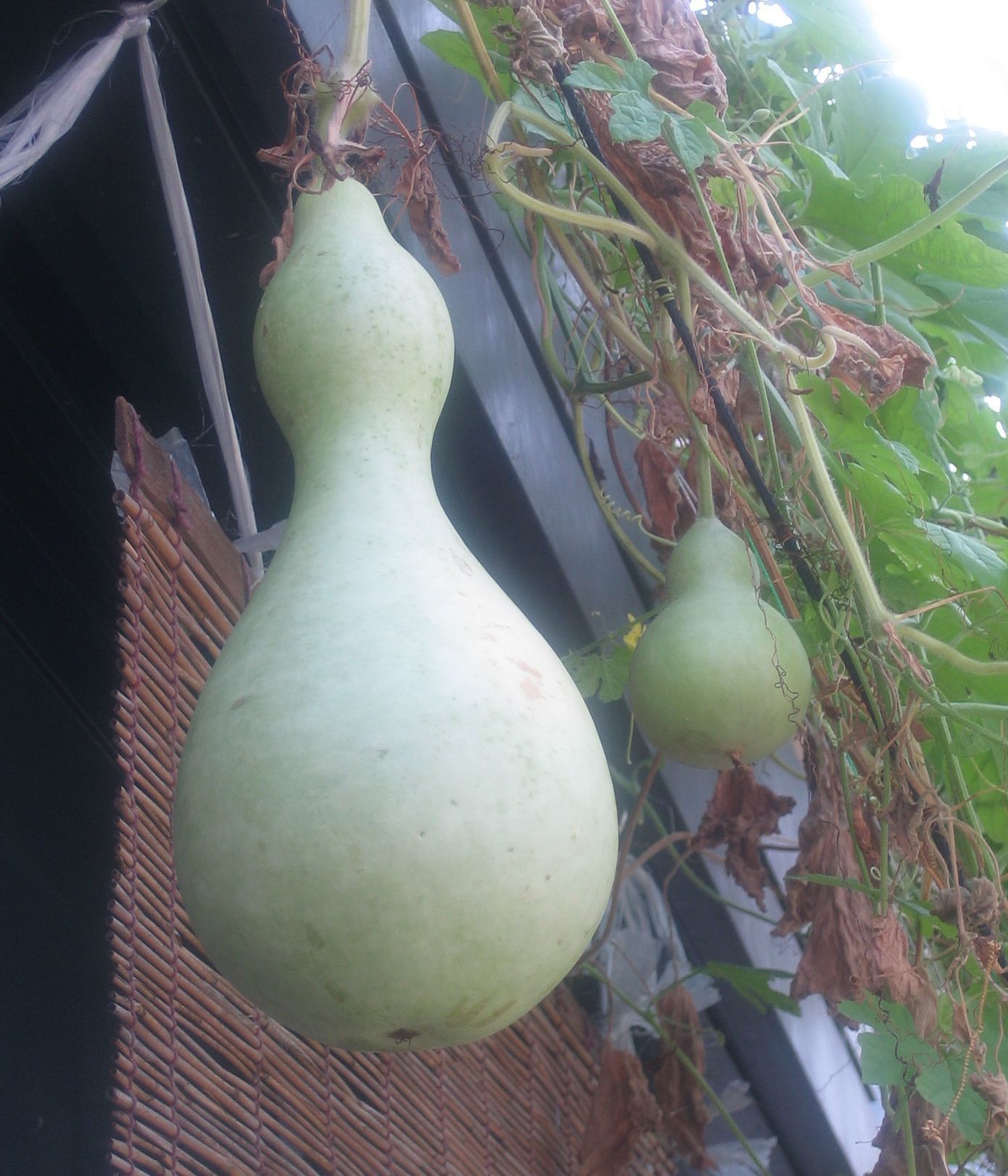 No.623 ＊中国は日本の30倍…シャインマスカット流出拡大 ライセンス許諾も「効果は未知数」の声: 「日本/世界 の農業」